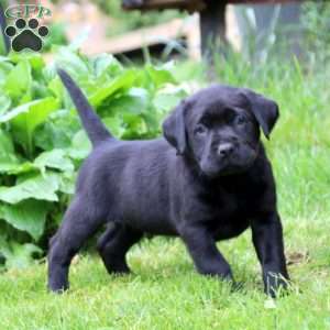 Black Labrador Retriever Puppies For Sale - Greenfield Puppies