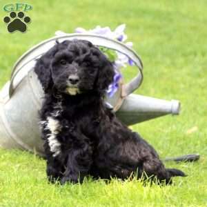 Springerdoodle Puppies for Sale | Greenfield Puppies