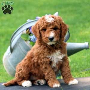 Springerdoodle Puppies for Sale | Greenfield Puppies