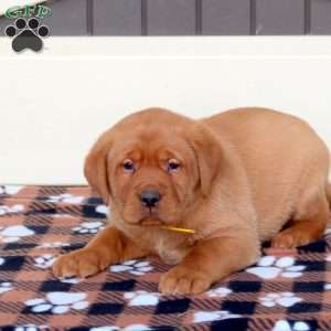 Fox Red Labrador Retriever Puppies for Sale - Greenfield Puppies