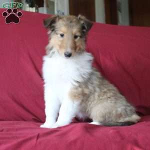 Collie Puppies For Sale - Greenfield Puppies