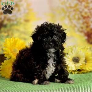 Havanese Mix Puppies For Sale | Greenfield Puppies