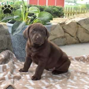 David Beiler - Greenfield Puppies