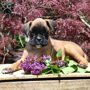 Boxer Puppies For Sale - Greenfield Puppies