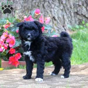 Pomapoo Puppies For Sale | Greenfield Puppies
