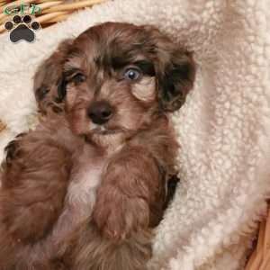 Miniature Aussiedoodle Puppies For Sale | Greenfield Puppies