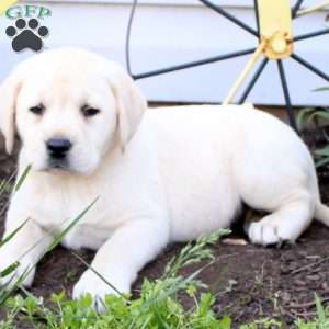 Ephraim Zook - Greenfield Puppies