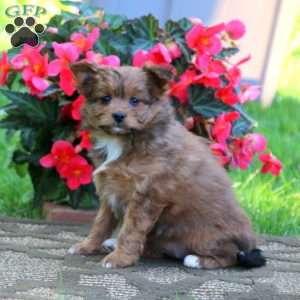 Pomapoo Puppies For Sale | Greenfield Puppies
