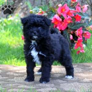 Pomapoo Puppies For Sale | Greenfield Puppies
