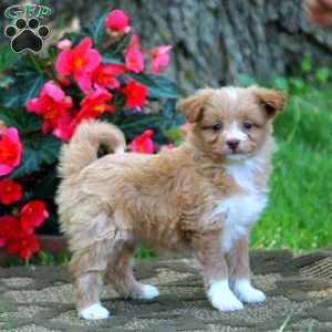 Pomapoo Puppies For Sale | Greenfield Puppies