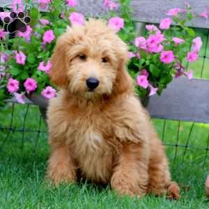 Isaac & Sadie Mae Lapp - Greenfield Puppies