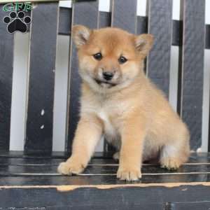 Pom-Shi Puppies for Sale | Greenfield Puppies