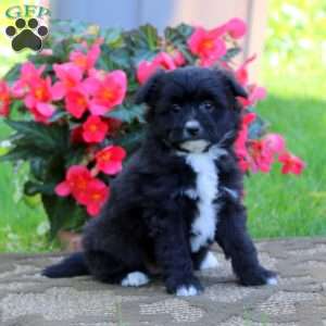 Pomapoo Puppies For Sale | Greenfield Puppies