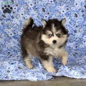 Pomsky Puppies For Sale - Greenfield Puppies