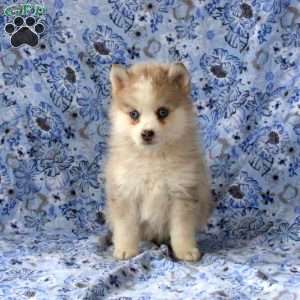 Pomsky Puppies For Sale - Greenfield Puppies