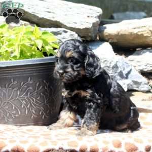 Cockapoo Puppies for Sale - Greenfield Puppies