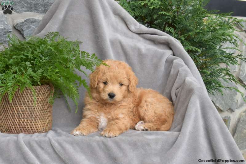 Eskapoo Puppies For Sale