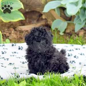 Toy Poodle Puppies For Sale | Greenfield Puppies