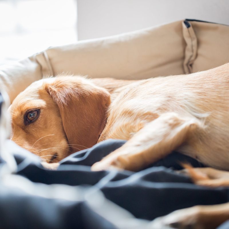 What to Know About Constipation in Dogs