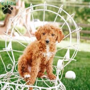 Levi & Rachel Mae Smucker - Greenfield Puppies