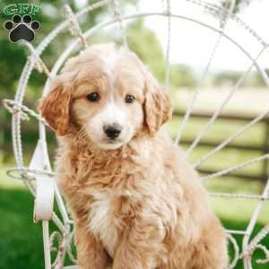 Levi & Rachel Mae Smucker - Greenfield Puppies