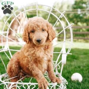 Levi & Rachel Mae Smucker - Greenfield Puppies