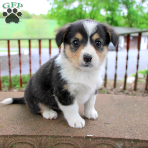 Welsh Corgi Mix Puppies For Sale | Greenfield Puppies
