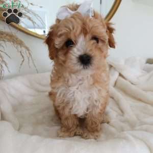 Forever Puppy