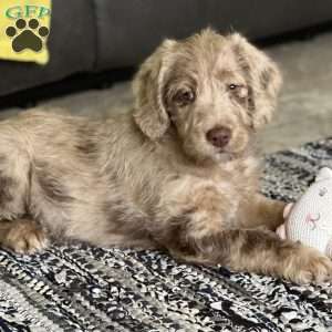 Eli & Lori Yoder - Greenfield Puppies