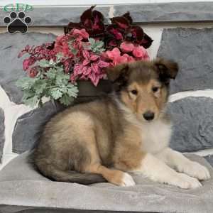 Collie Puppies For Sale - Greenfield Puppies