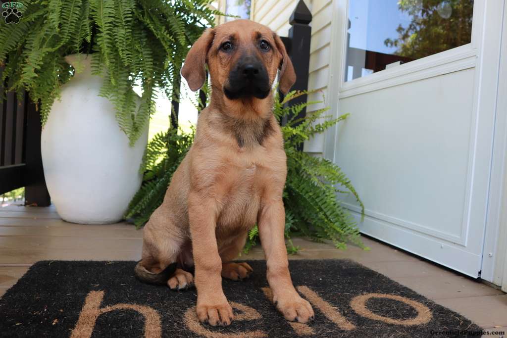 German Shepherd Rhodesian Ridgeback Puppy Mix