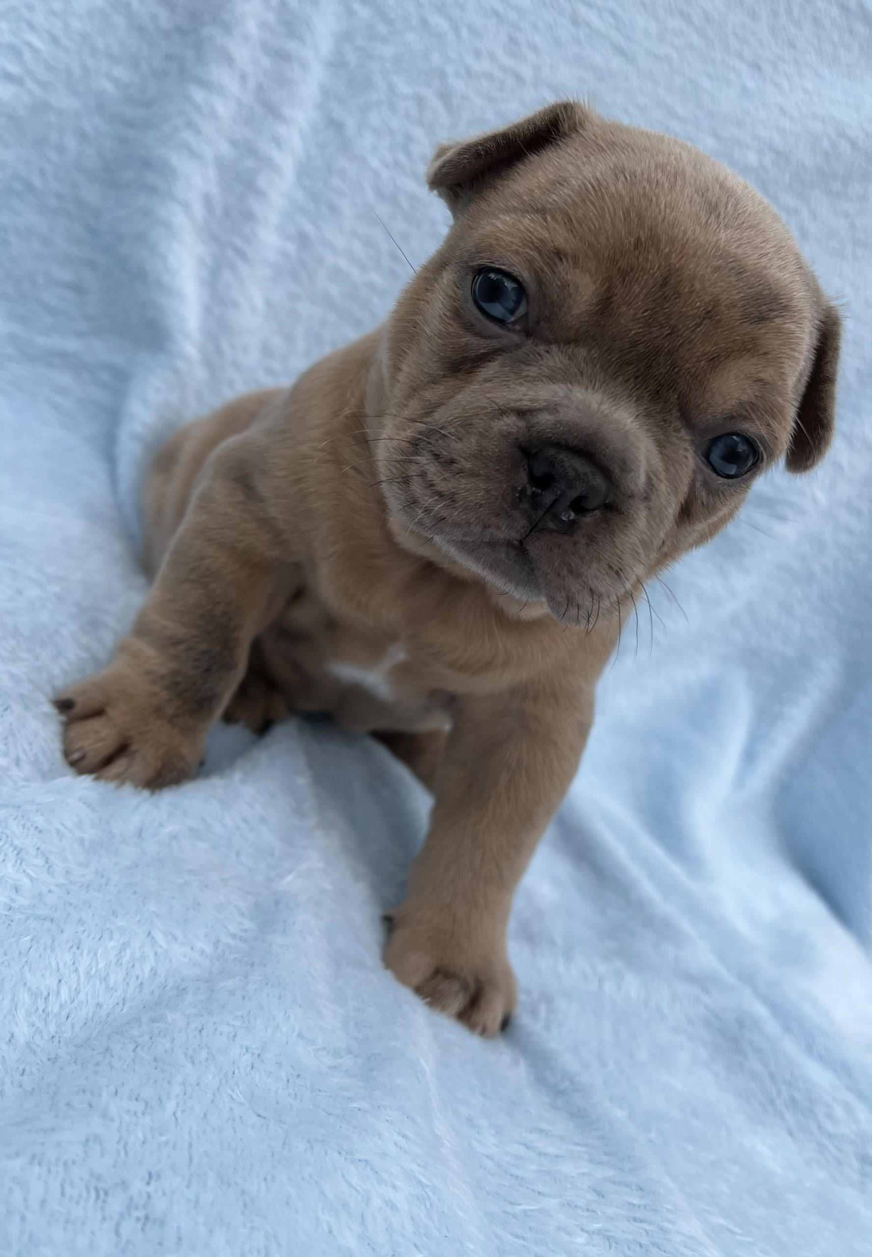 Manuel Cotto - Greenfield Puppies