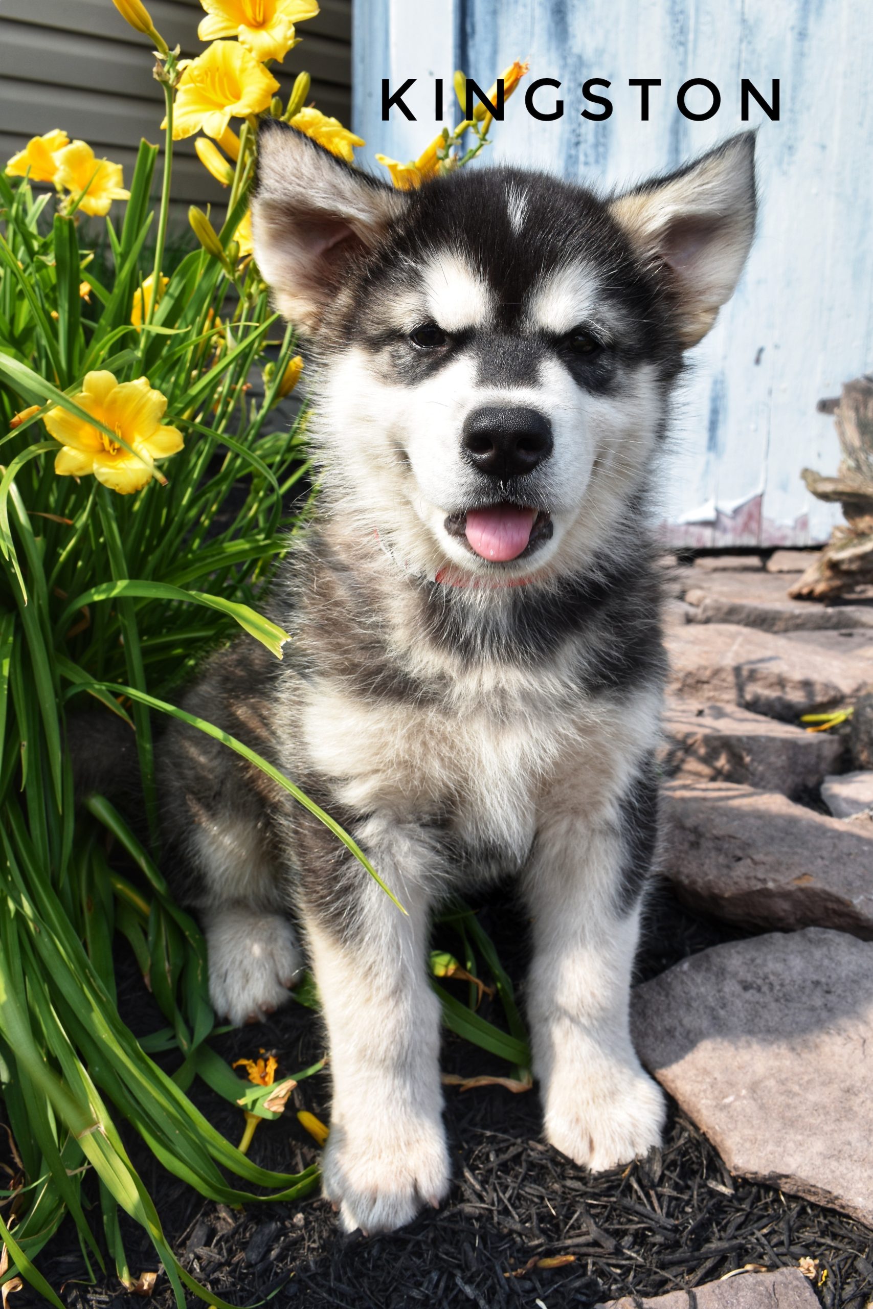 John Riehl-Dog Breeder