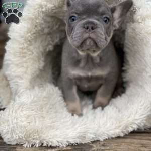 French Bulldog Puppies For Sale - Greenfield Puppies