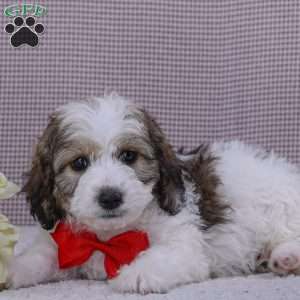Springerdoodle Puppies for Sale | Greenfield Puppies