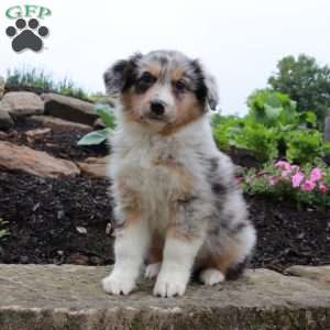 Australian Shepherd Puppies For Sale - Greenfield Puppies