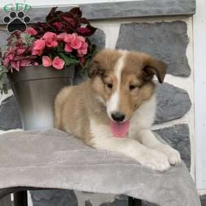 Collie Puppies For Sale - Greenfield Puppies