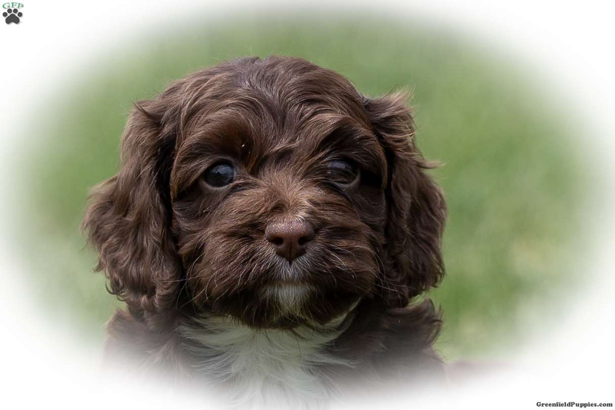 Chocolate Cockapoo Puppy