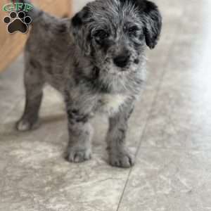 Eli & Lori Yoder - Greenfield Puppies