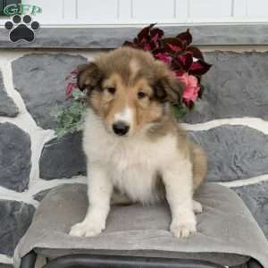 Collie Puppies For Sale - Greenfield Puppies