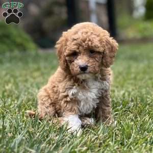 Ben Smucker - Greenfield Puppies