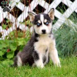 Siberian Husky Puppies For Sale - Greenfield Puppies