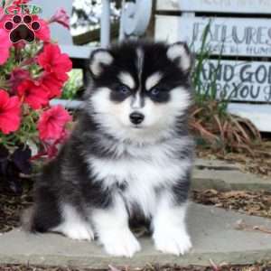 Pomsky Puppies For Sale - Greenfield Puppies