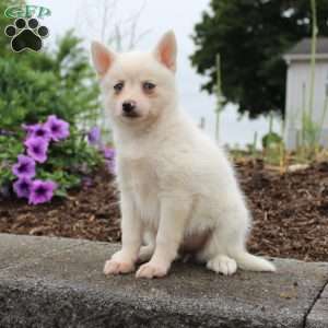 Pomsky Puppies For Sale - Greenfield Puppies