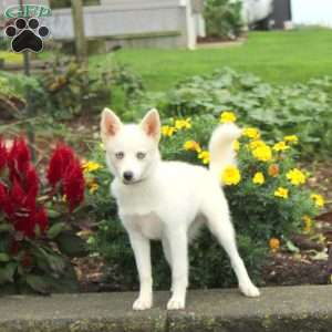 Pomsky Puppies For Sale - Greenfield Puppies