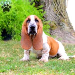 Basset Hound Puppies For Sale - Greenfield Puppies
