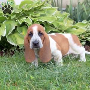Basset Hound Puppies For Sale - Greenfield Puppies