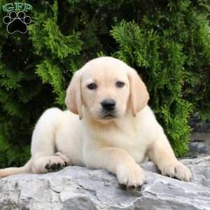 Marian Hoover - Greenfield Puppies