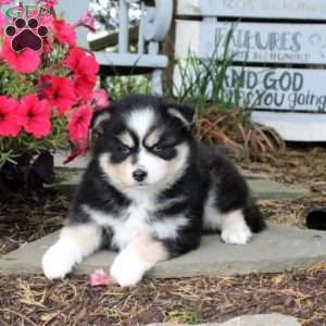 Pomsky Puppies For Sale - Greenfield Puppies