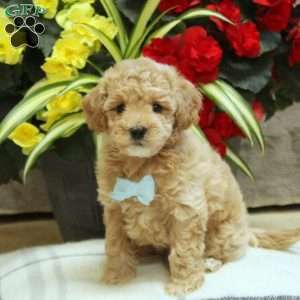 Bich-poo Puppies For Sale | Greenfield Puppies